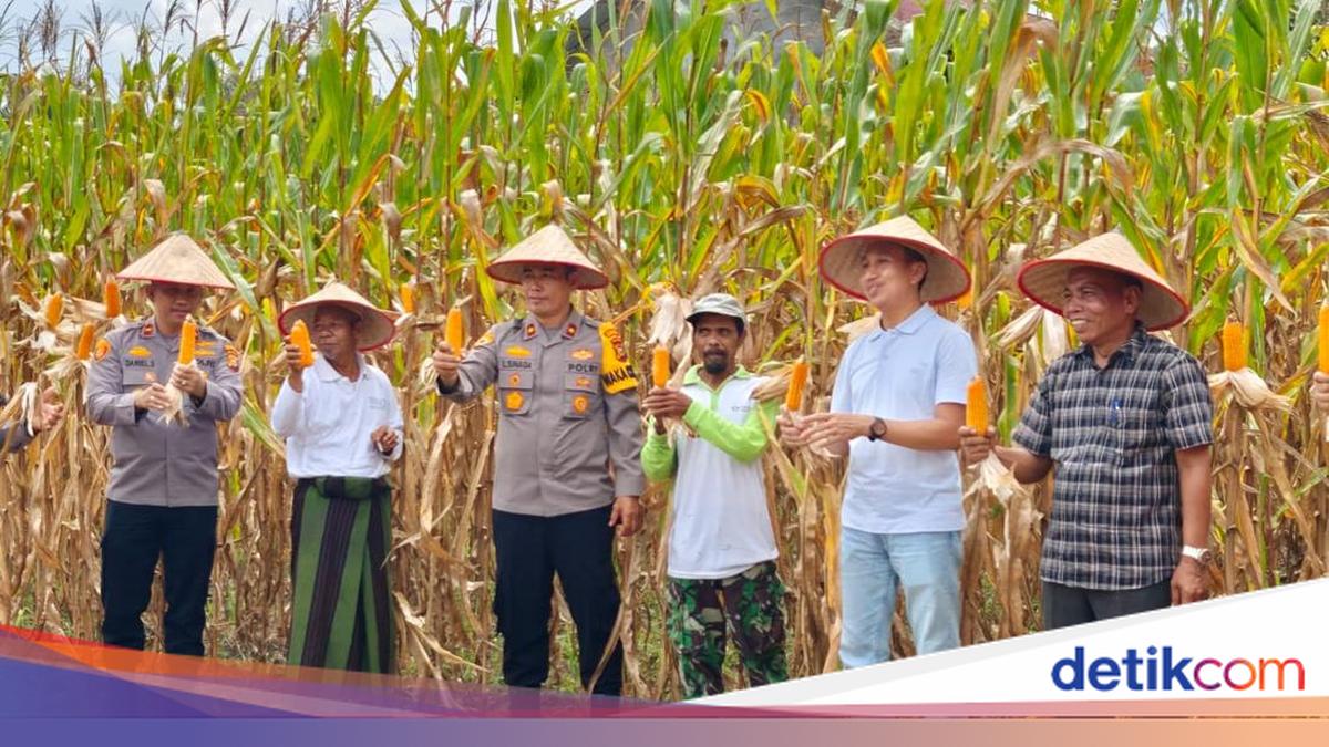 Panen Raya Jagung, Kapolres Inhu Apresiasi Kemandirian Pangan di Ponpes