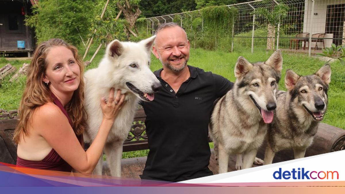Sensasi Makan Siang Ditemani Kawanan Serigala di Alpha Wolf Lodge Tabanan