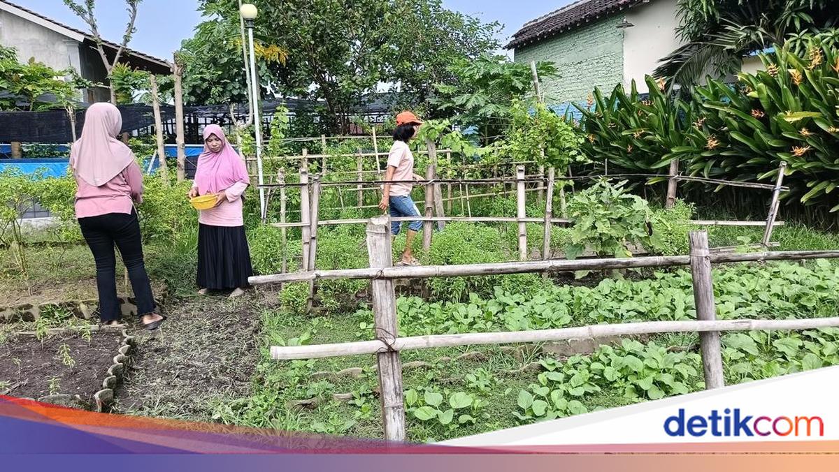 Kebun Sayur Gratis di Lumajang, Harga Naik Tak Jadi Masalah
