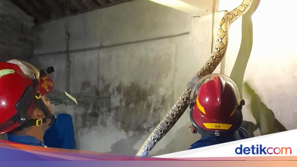 Hii! Ular Sanca 2 Meter Dievakuasi di Pandak dan Ring Road Banguntapan ...