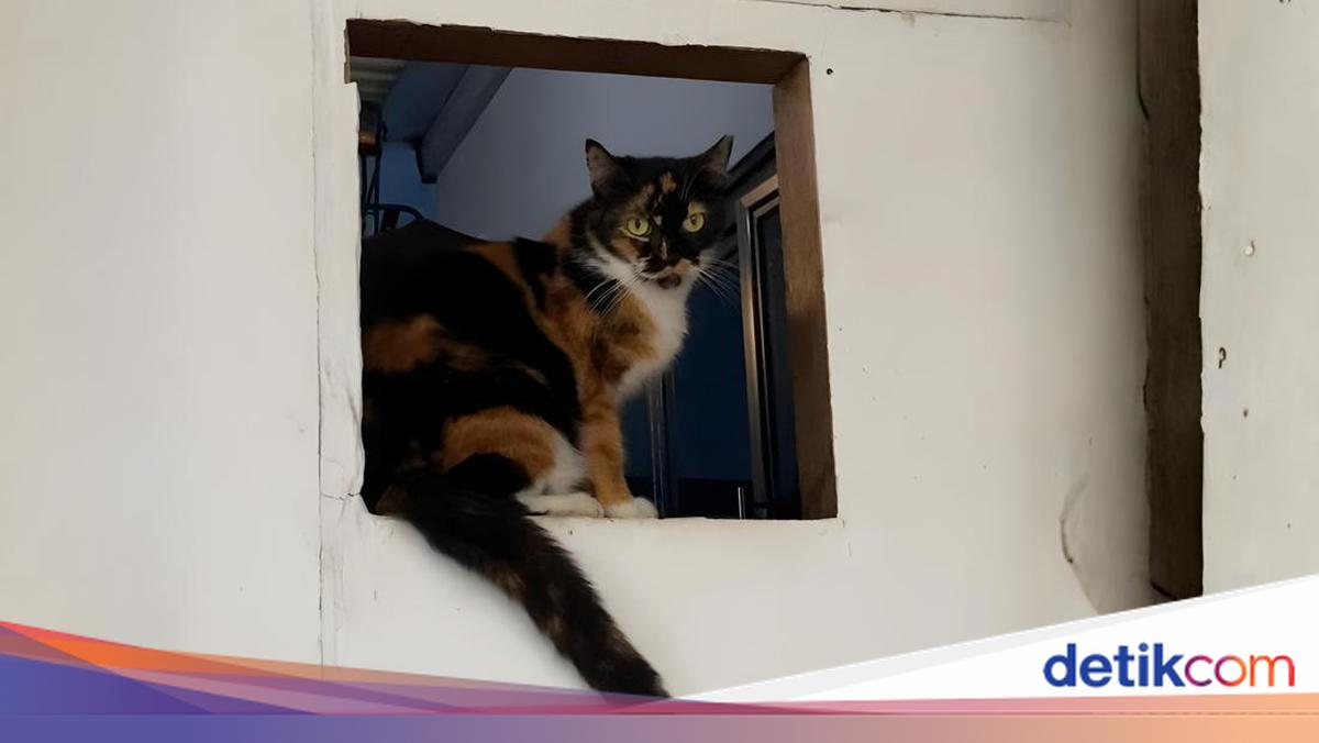 Benarkah Pelihara Kucing Bisa Bikin Mandul?