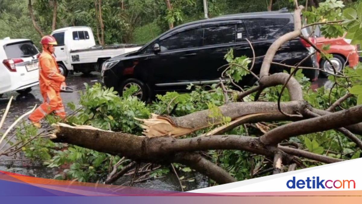 Belasan Pohon Tumbang Saat Hujan Deras-Angin Kencang Landa Surabaya