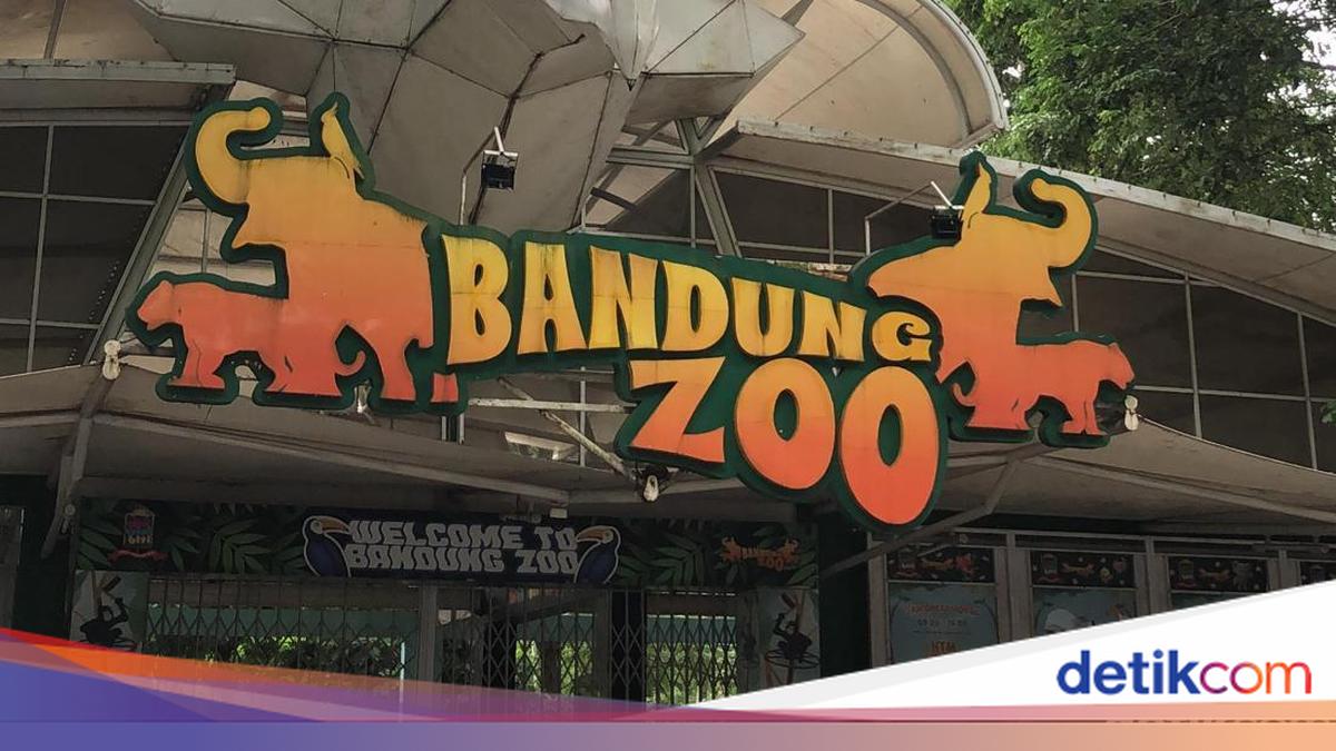 Temuan Geopix: Orangutan hingga Gajah di Bandung Zoo Terindikasi Stres