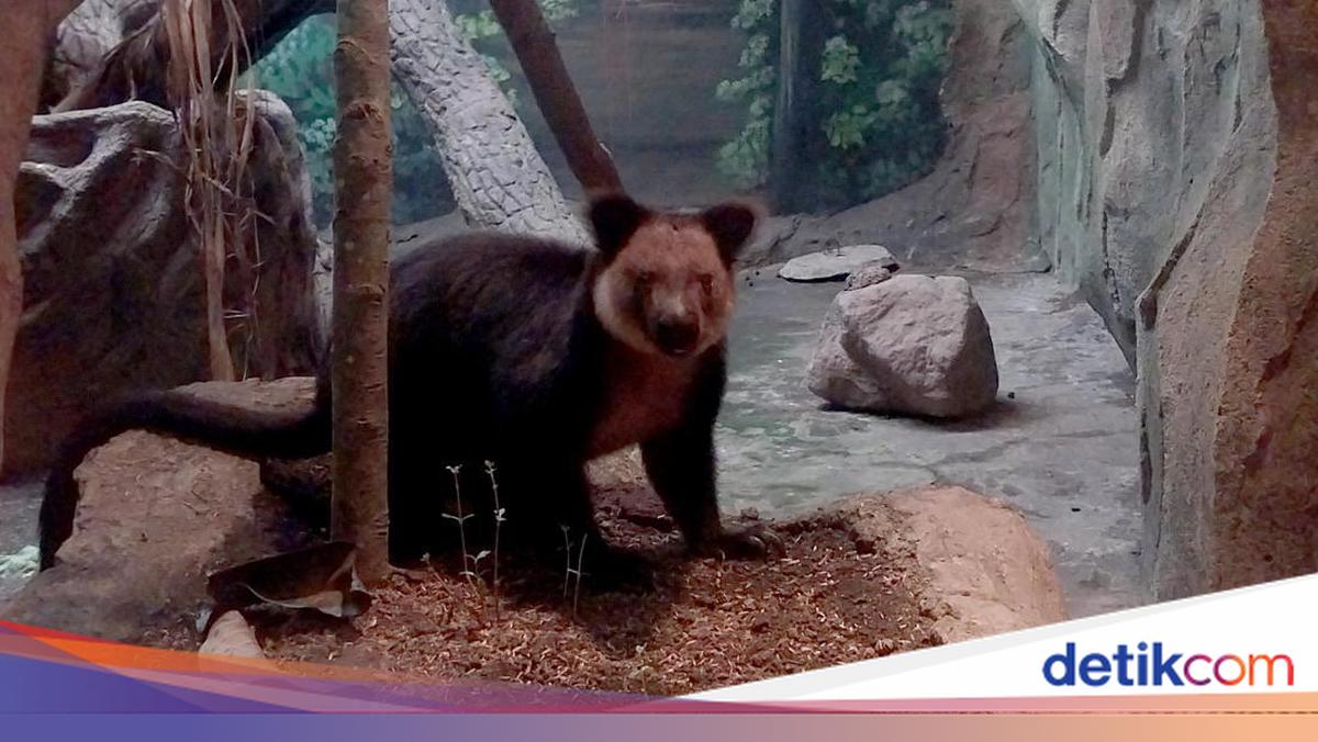Kanguru Pohon Nemena Hadir di Batu Secret Zoo