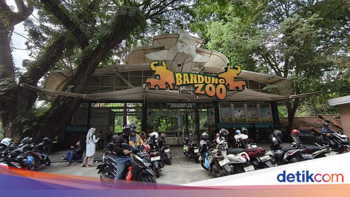 Bandung Zoo Kembali Diserbu Wisatawan: Masuk Gratis Tapi...