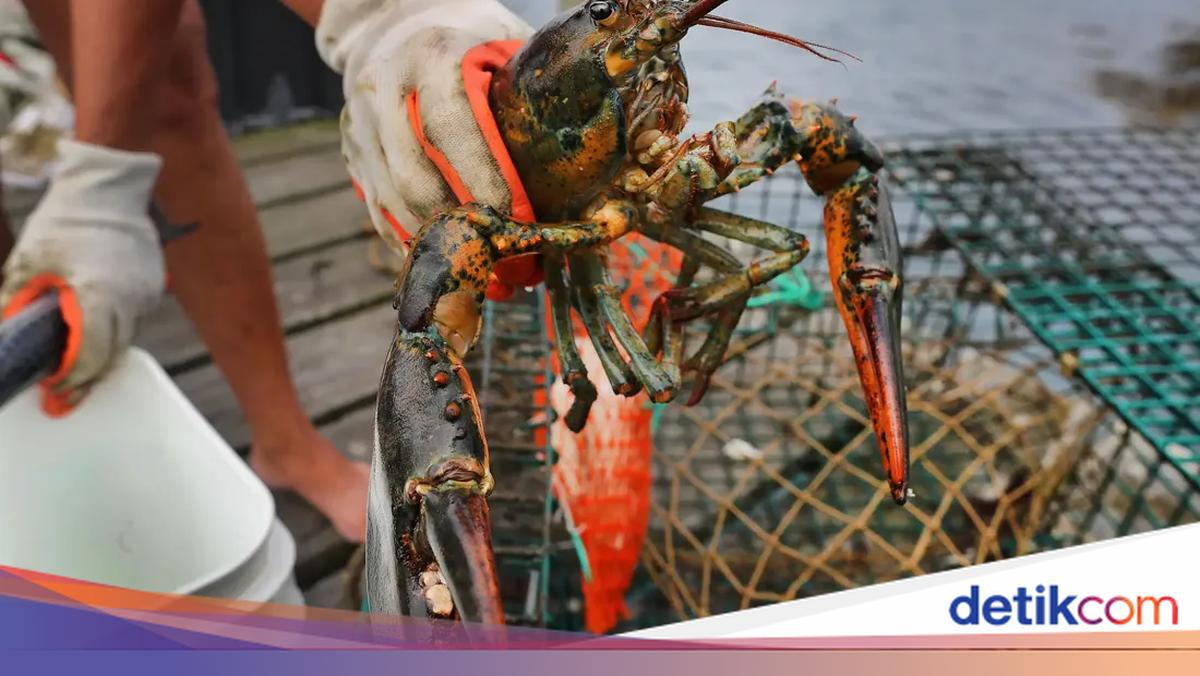 Waduh! FBI Turun Tangan Buat Kasus Lobster Senilai Rp 6 Miliar Hilang