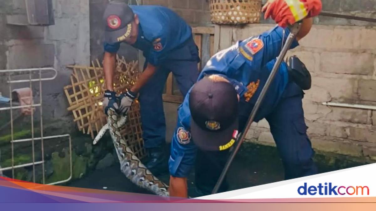 Bukan Api, Ular Jadi 'Musuh' Damkar Karangasem Sepanjang 2025