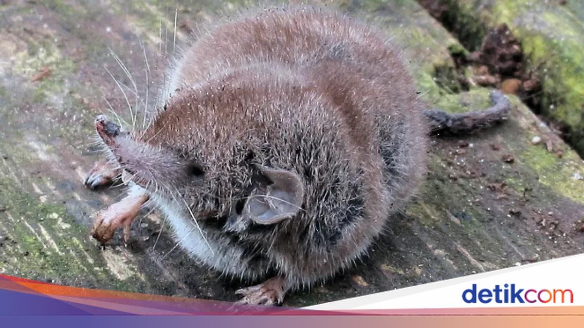 Tikus Asal Australia Ini Sudah Punah, Hilang Selama 40 Tahun