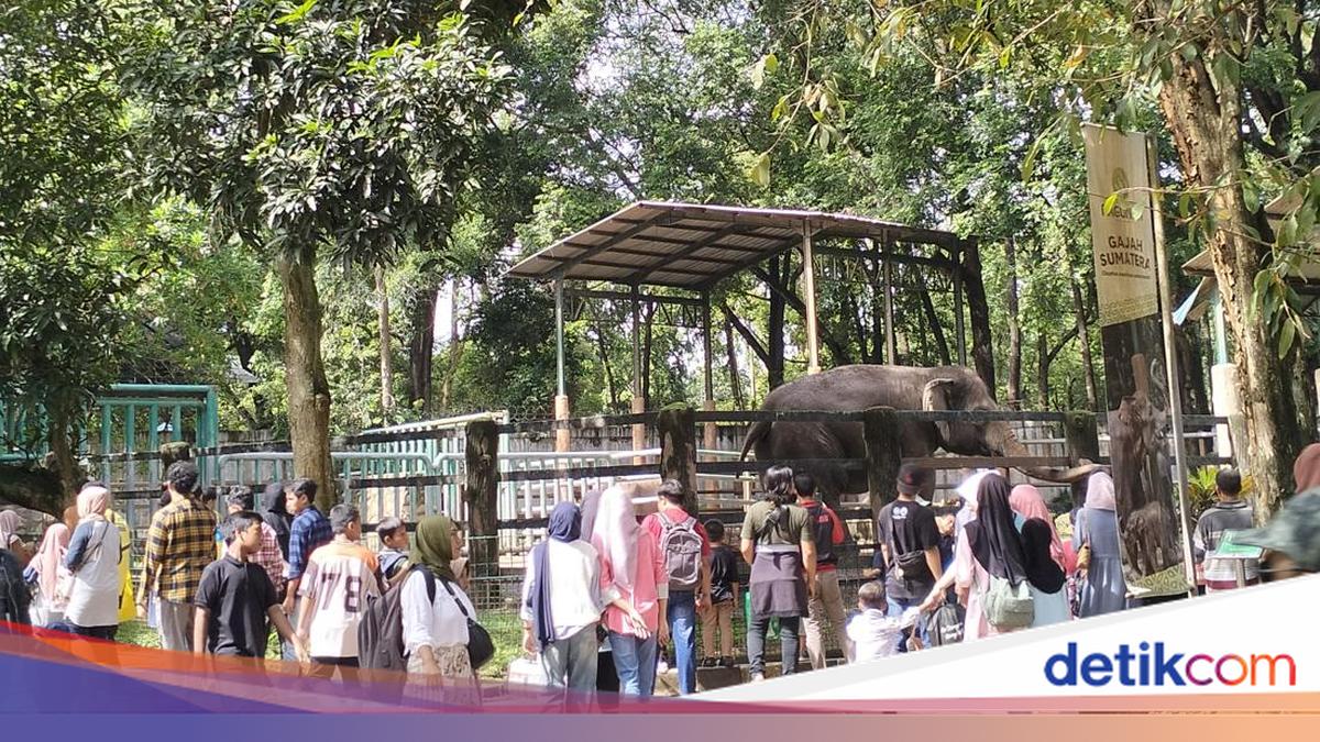 Keeper Talk & Feeding Time Jadi Magnet Pengunjung Ragunan di Libur ...