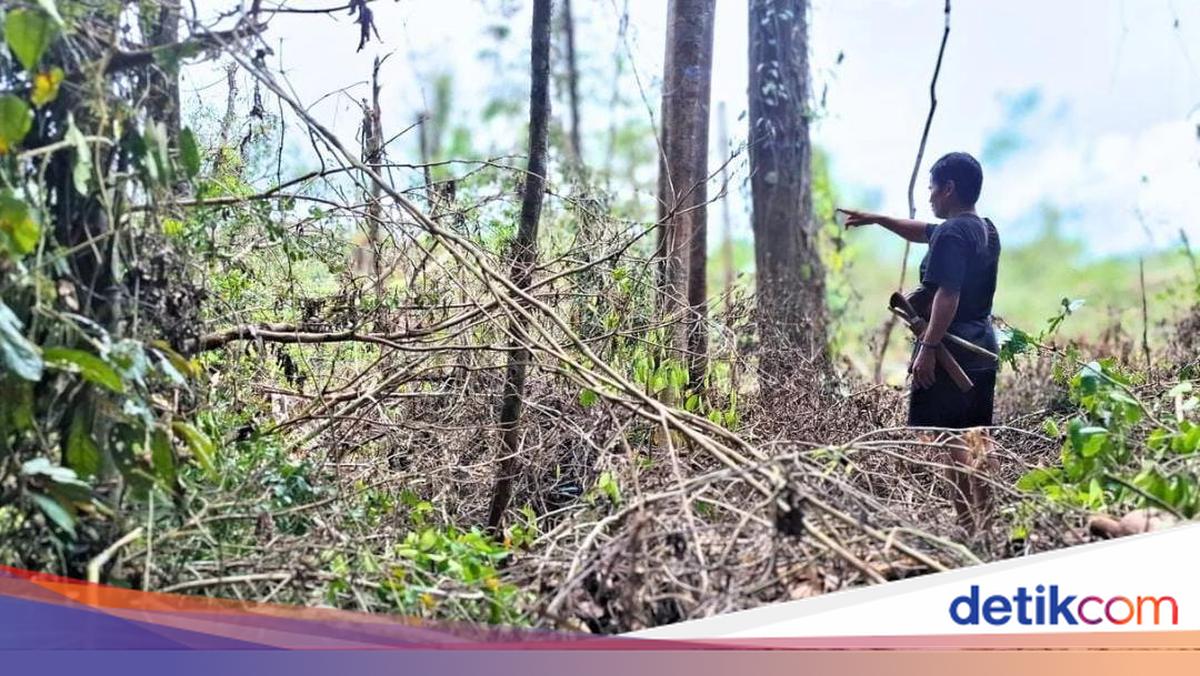 Curhat Warga Punan Batu Benau, Khawatir Perambahan Hutan Merajalela