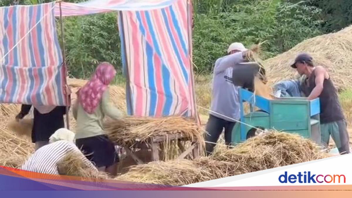 Mengenal Marsialap Ari, Tradisi Gotong Royong Masyarakat Mandailing