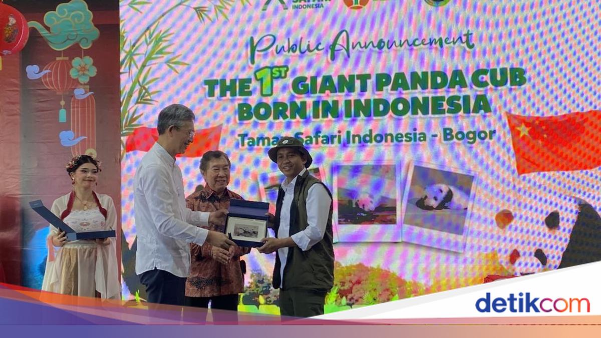 Bukan Kelahiran Panda Biasa, Satrio Jadi Simbol Baru Kehangatan ...