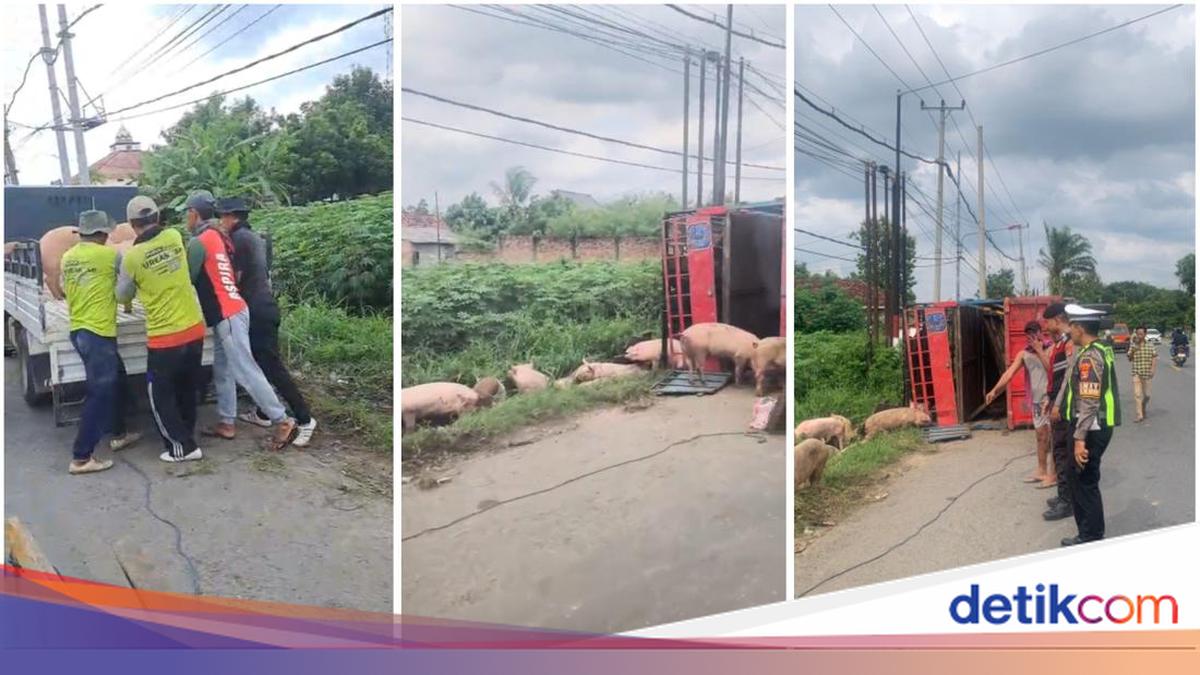 Truk Muatan 92 Ekor Babi Terguling di Lampung Tengah