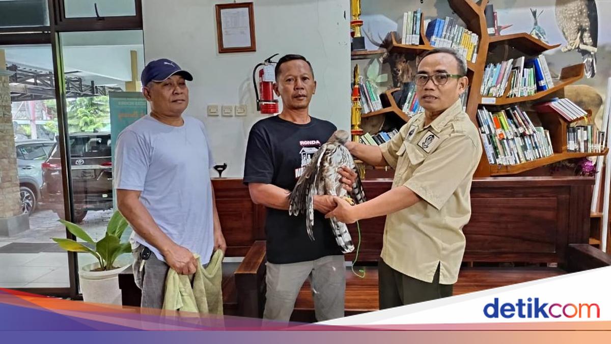 Elang Jawa Diserahkan ke BKSDA Jogja Usai 3 Tahun Dipelihara Warga