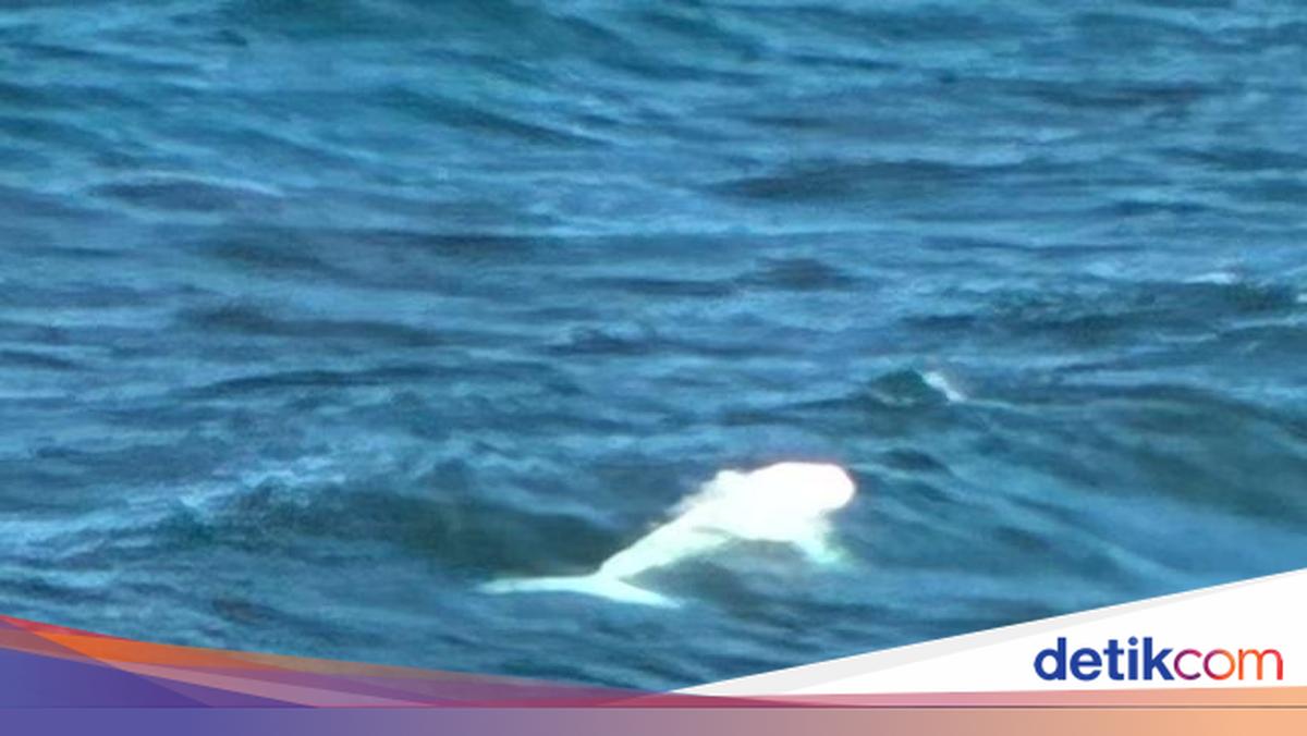 Paus Putih Langka Tertangkap Kamera di Lepas Pantai, Ilmuwan Cari Tahu ...