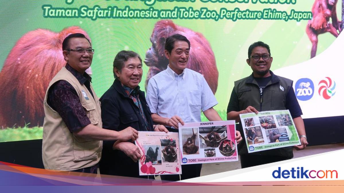 Cari Jodoh Sampai Jepang, Orangutan Jennifer Dijodohkan dengan Hayato