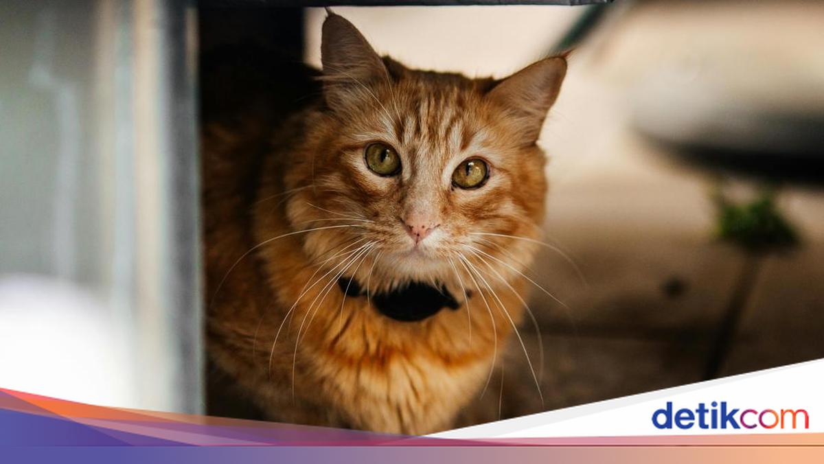 Cara Ampuh Cegah Kucing Suka Pipis Sembarangan di Lantai Rumah