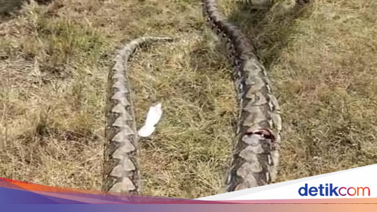 Ular Piton 7 Meter Mangsa Babi Hutan di Muna, Langsung Ditebas Warga