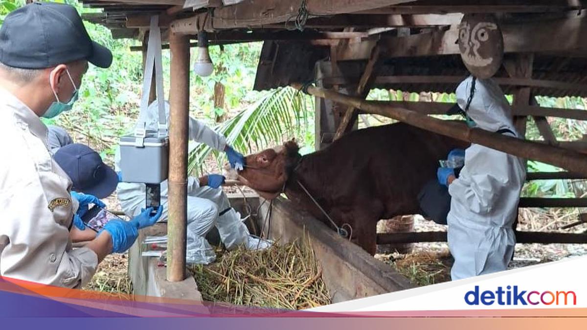 69 Sapi di Blitar Terjangkit Penyakit Mulut dan Kuku