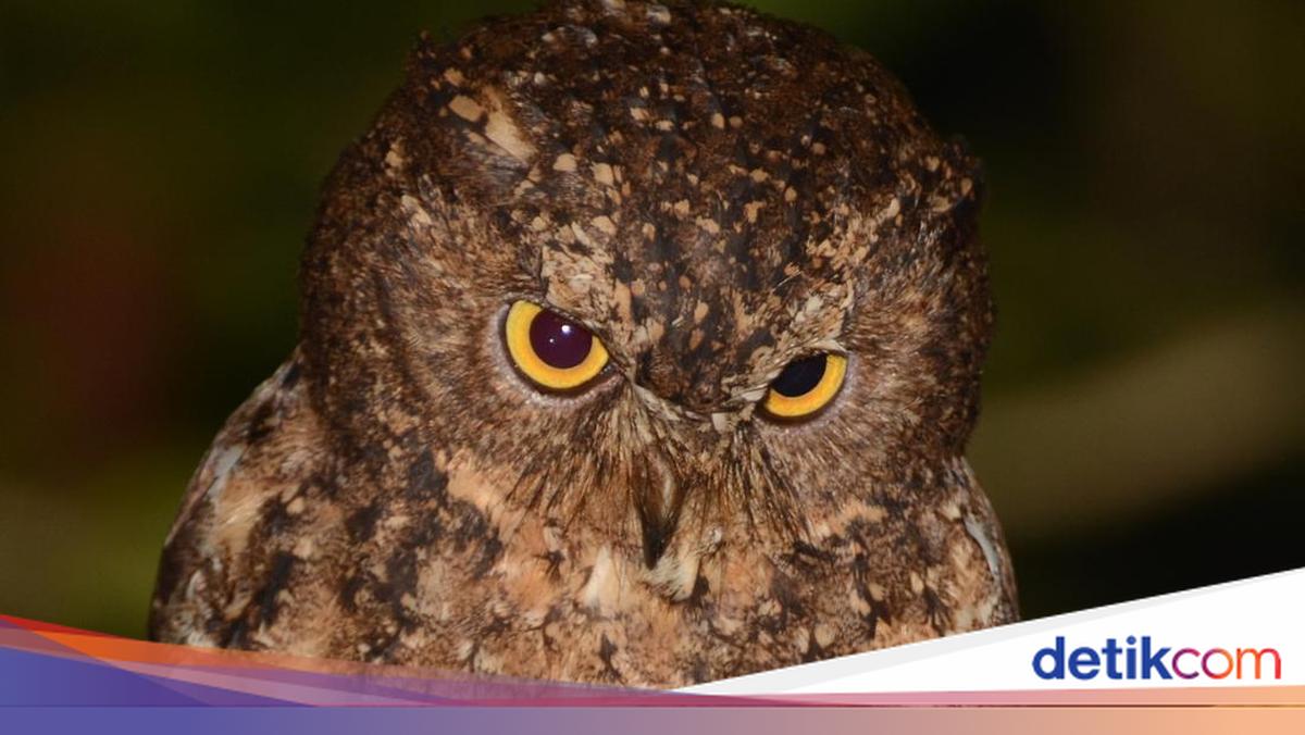 Burung Hantu Manguni Ditembak Mati di Belu NTT, Ini Ciri dan Habitatnya