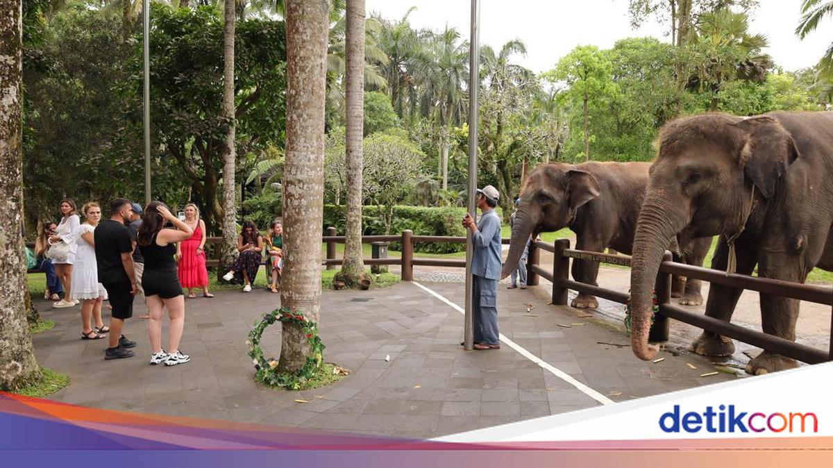 BKSDA Bali Ancam Laporkan Mason Elephant Park soal Gajah Tunggang