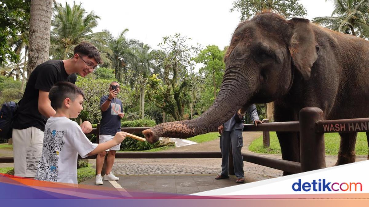 Atraksi Gajah Tunggang di Mason Elephant Park Bali Resmi Tutup