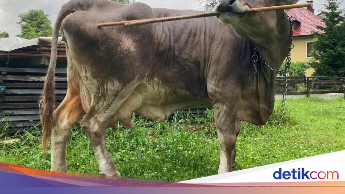 Inikah Sapi Terpintar di Dunia? Ilmuwan Kaget dengan Kemampuannya
