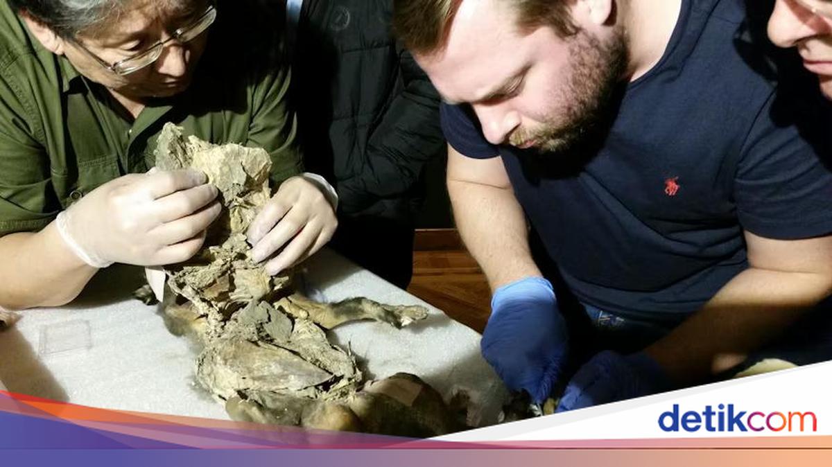 Jejak Badak Berbulu dari Zaman Es Terakhir, Ada di Dalam Perut Anak ...