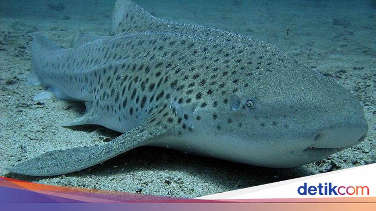 Thailand Relakan Hiu Macan Tutul Langka Dilepas ke Laut