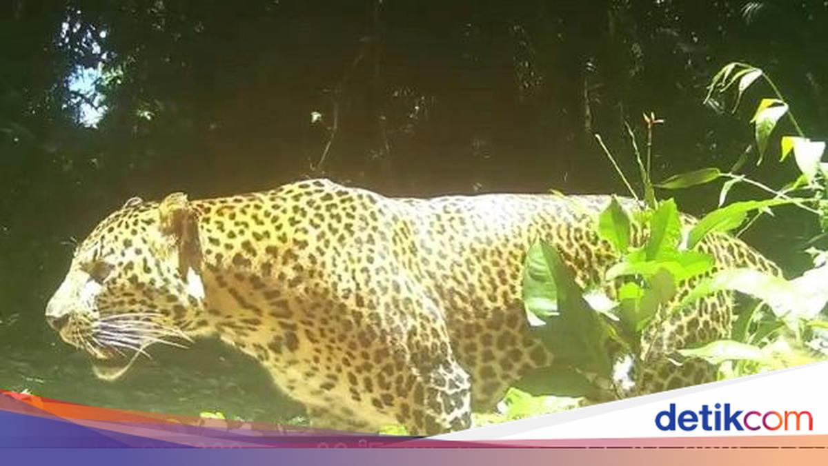 Nasib Macan Pincang Korban Jerat Pemburu Liar Masih Misterius