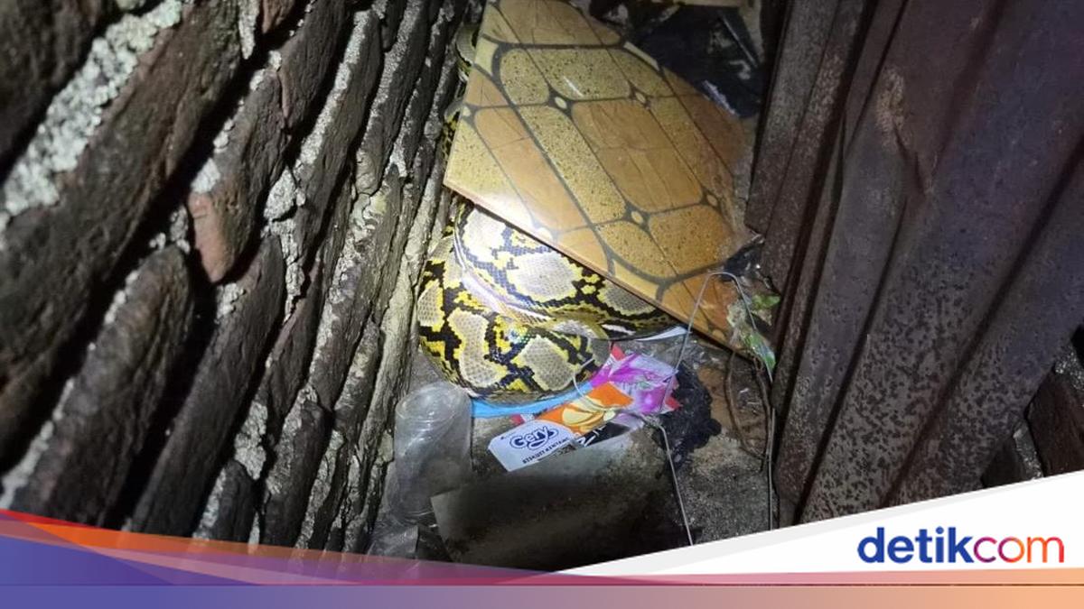 Ular Piton 5 Meter Berkeliaran di Rumah Warga Lae-lae Makassar Ditangkap