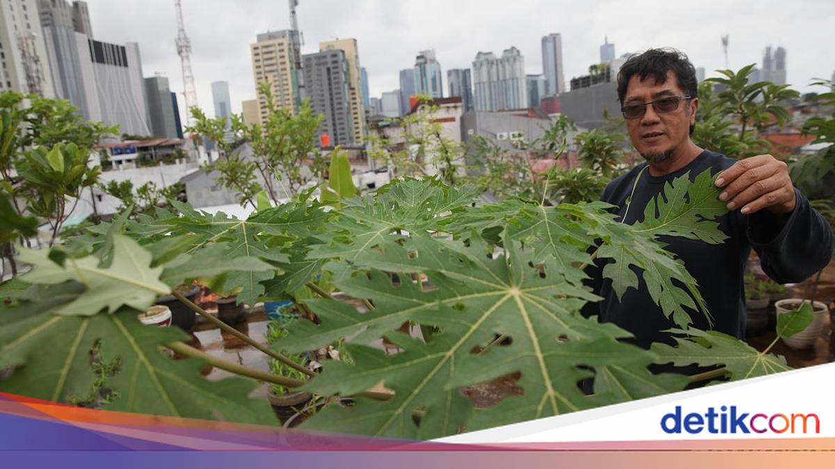 Urban Farming di Rooftop, Solusi Pangan dari Rumah
