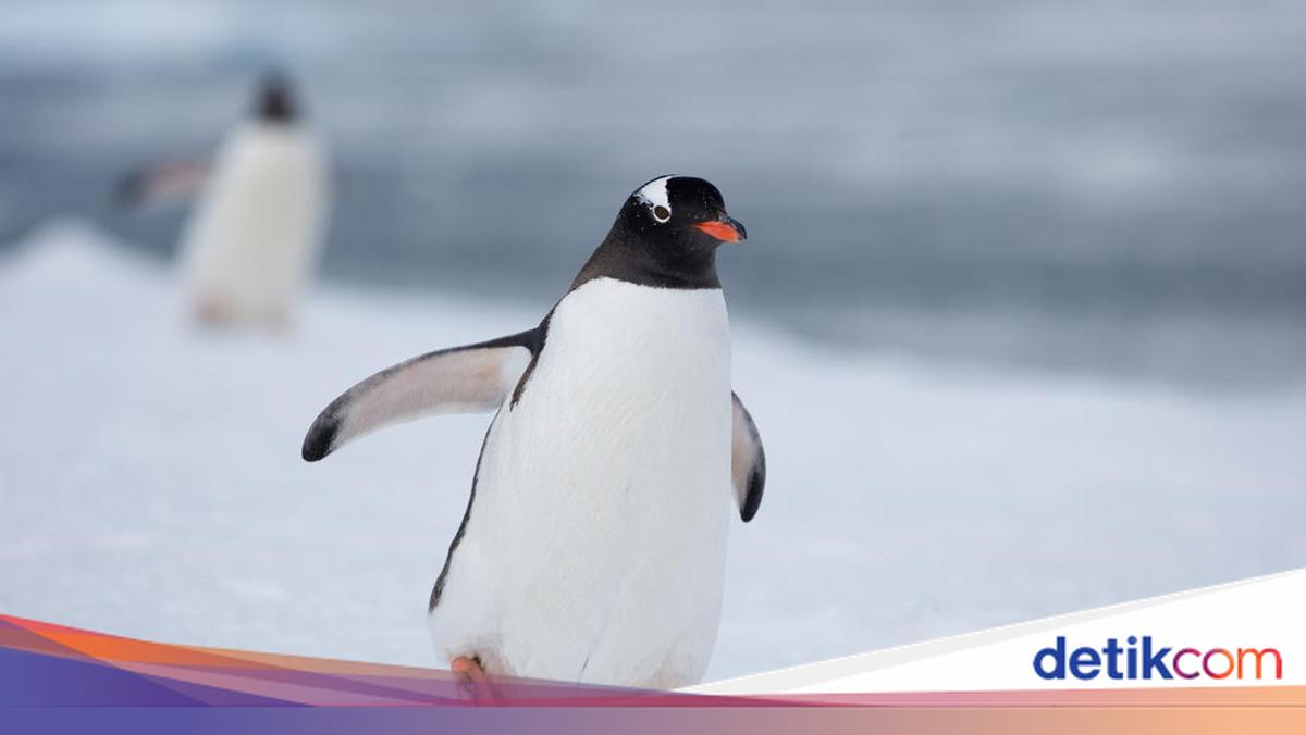 Penguin di 'Jalan Kematian' Viral di X, Ini Fakta tentang Satwa Kutub Itu