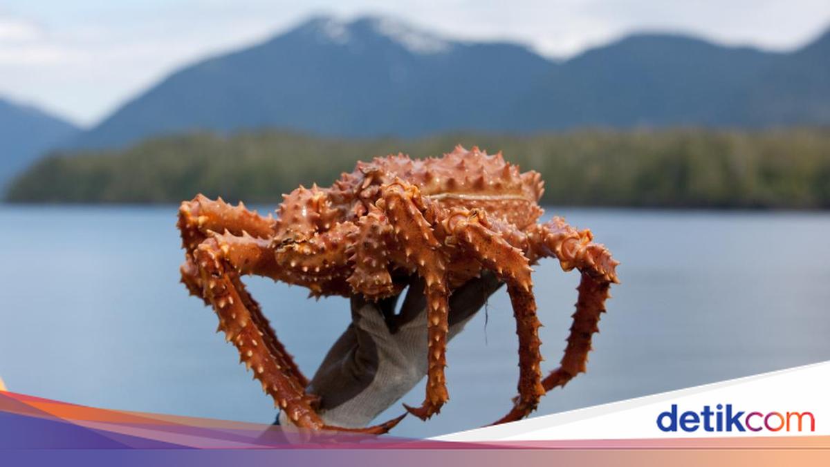 Apa Itu Kepiting Alaska? Kenali Jenis dan Cara Mengolahnya