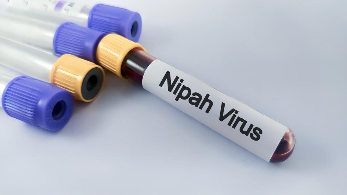 Video WHO soal Virus Nipah: Belum Ada Vaksin-Risiko Penyebaran Rendah