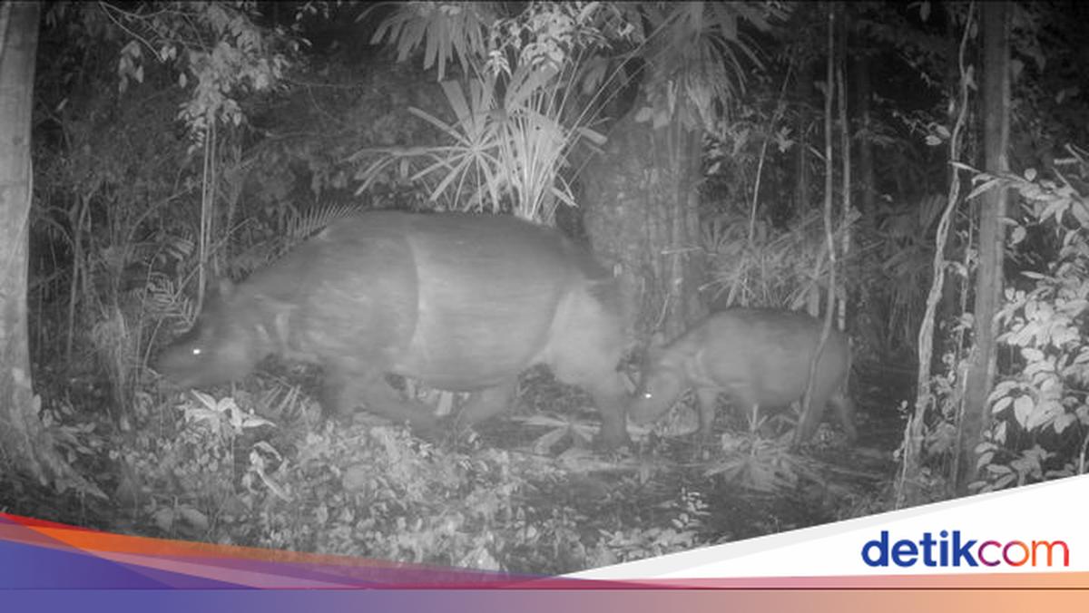 Gemoy! Anakan Badak Jawa Terekam Kamera di TN Ujung Kulon