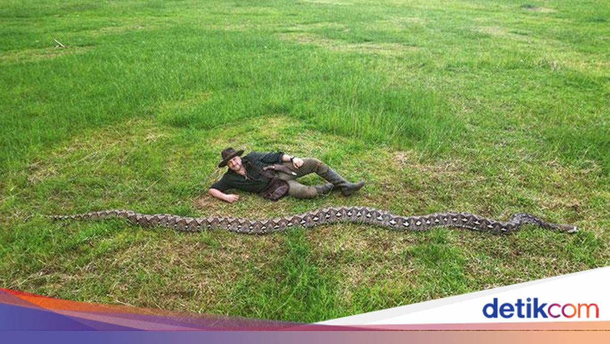 Ibu Baron, Ular Liar Terpanjang Dunia Ditemukan di Sulawesi