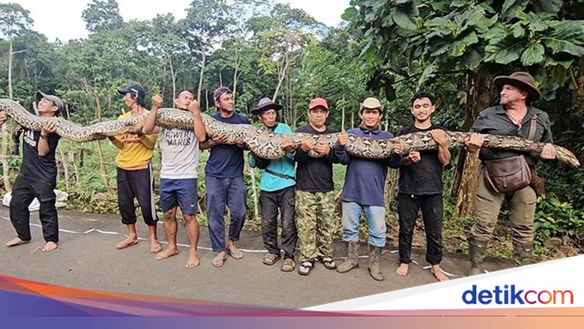 Ular Liar Terpanjang Dunia Ditemukan di Sulawesi, Pecahkan Rekor!