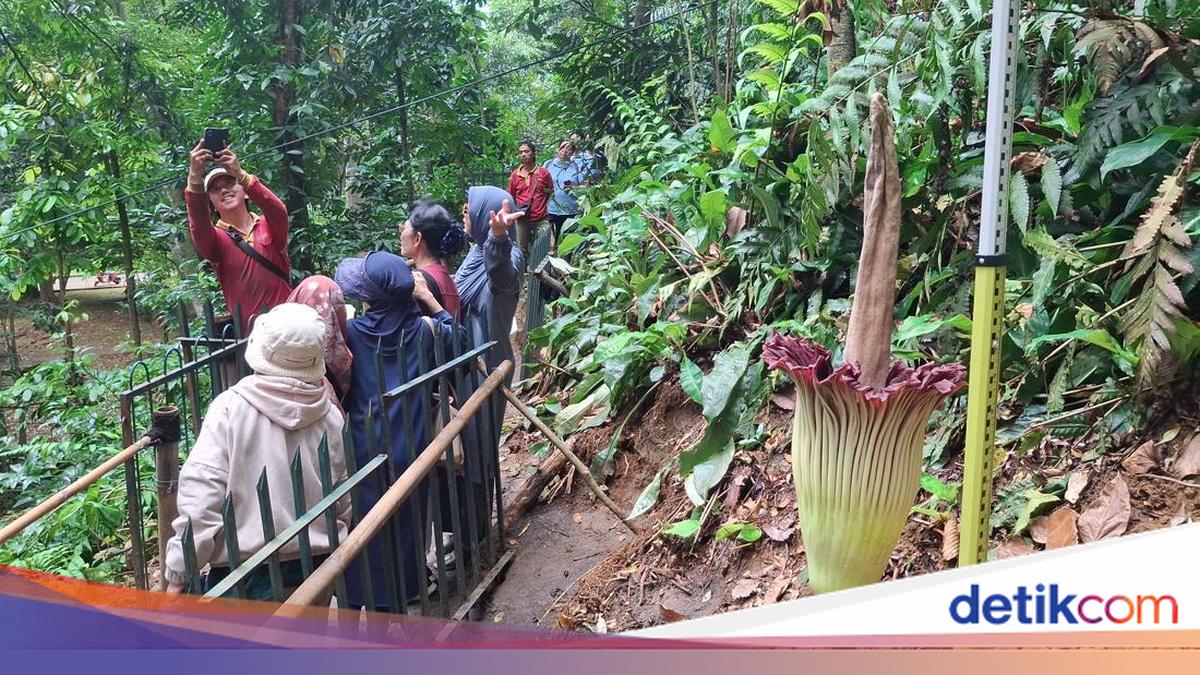 Bunga Bangkai di Kebun Raya Bogor Ini Mekar Lagi Usai 12 Tahun