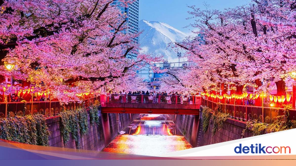 Jadwal Terbaru Mekarnya Bunga Sakura di Jepang