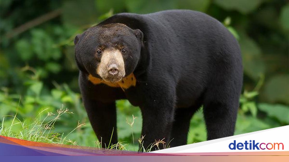 Beruang Madu, Maskot Balikpapan Dulu dan Kini