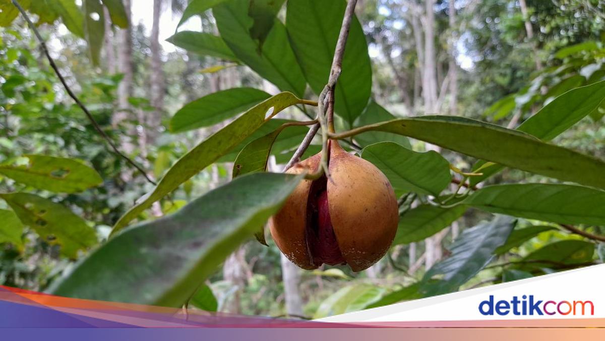 Hikayat Pala dari Pulau Siau