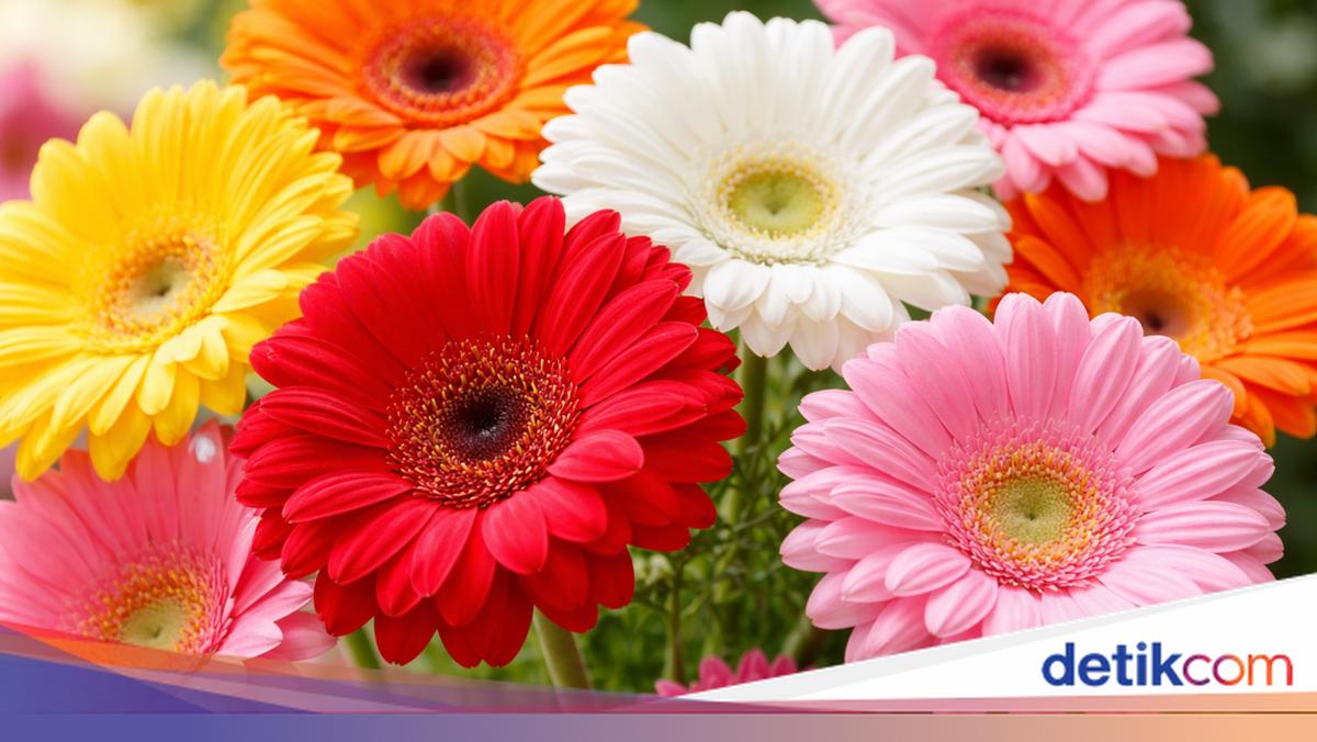 Makna Bunga Gerbera untuk Valentine, Ini Arti Tiap Warnanya