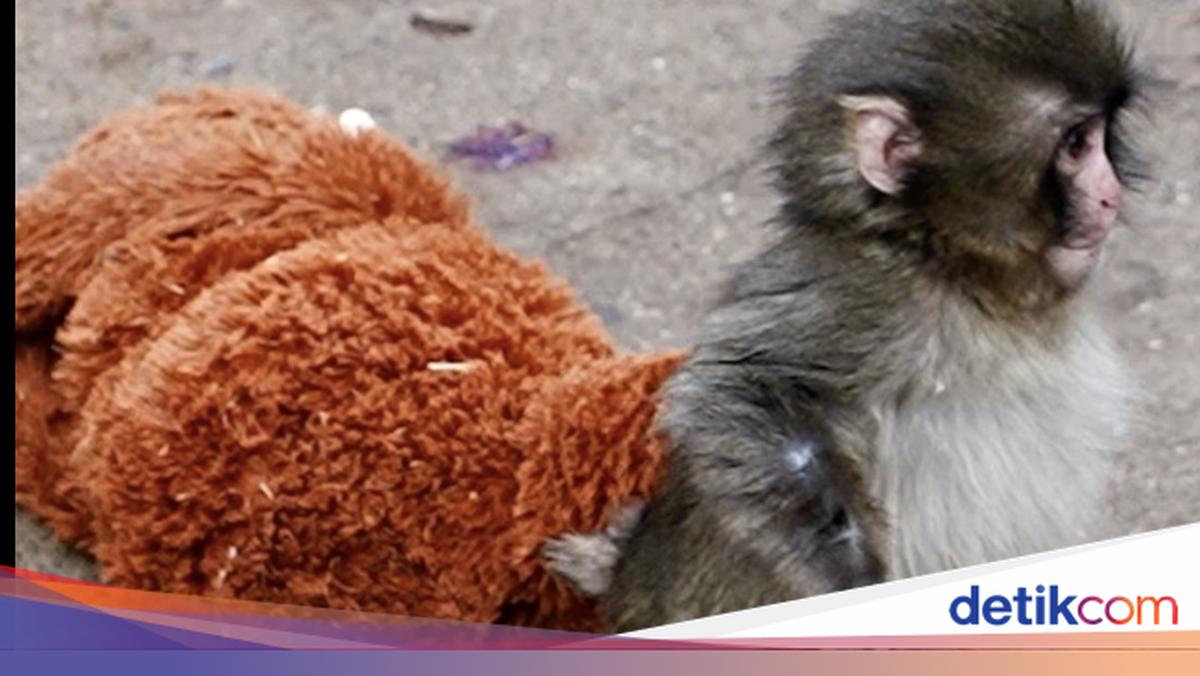 Cerita Sedih Punch, Monyet Viral Peluk Boneka Usai Ditelantarkan Induknya