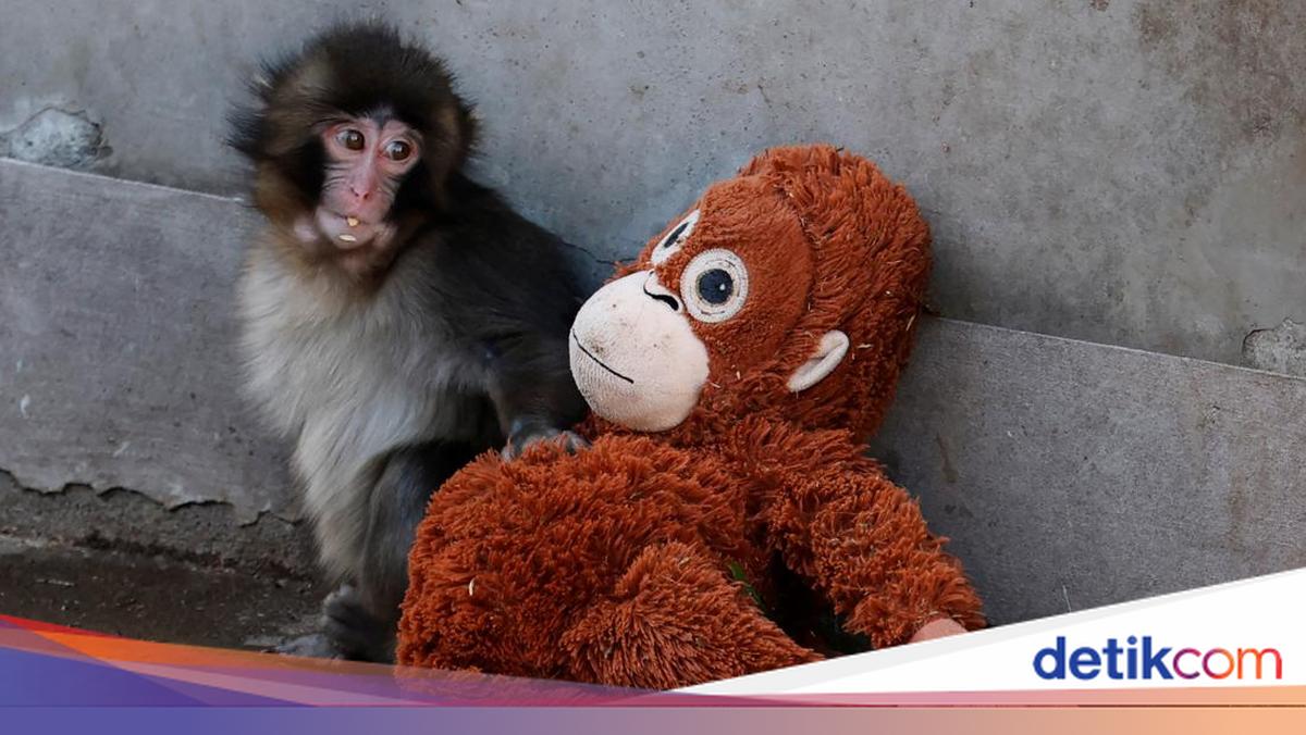 Boneka Oranmama Sold Out karena Monyet Punch, Harganya Melonjak di E ...