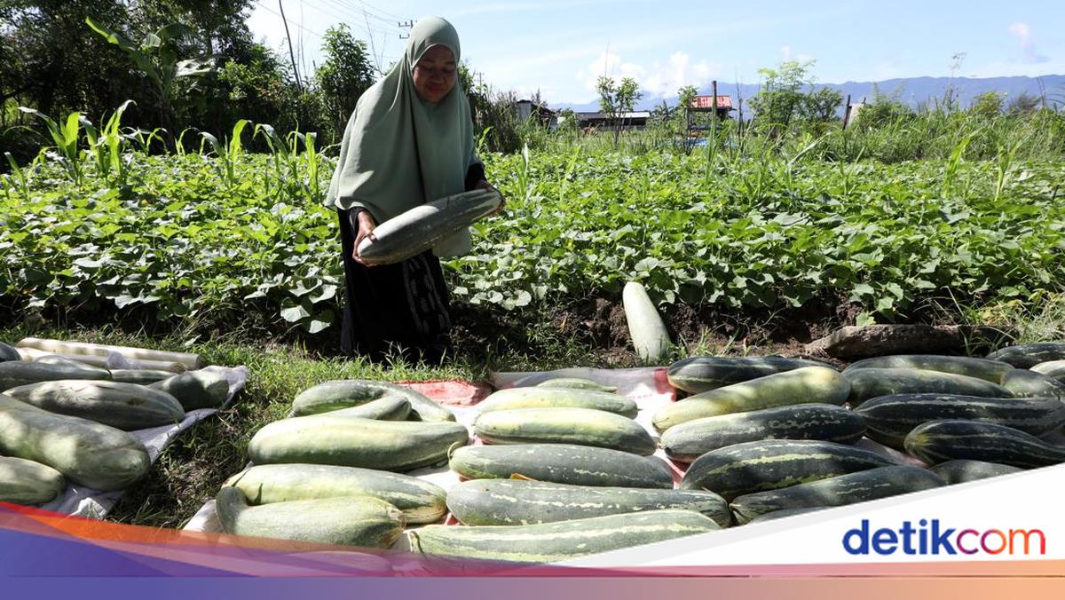 Panen Timun Suri Segar Siap Ramaikan Pasar Ramadan