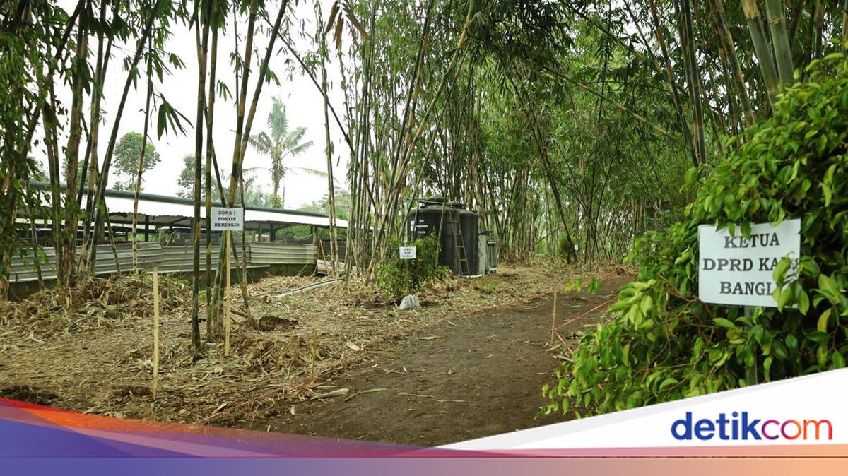 Upaya Desa Adat di Bangli Konservasi Pohon Langka Kaliasem dan Majegau