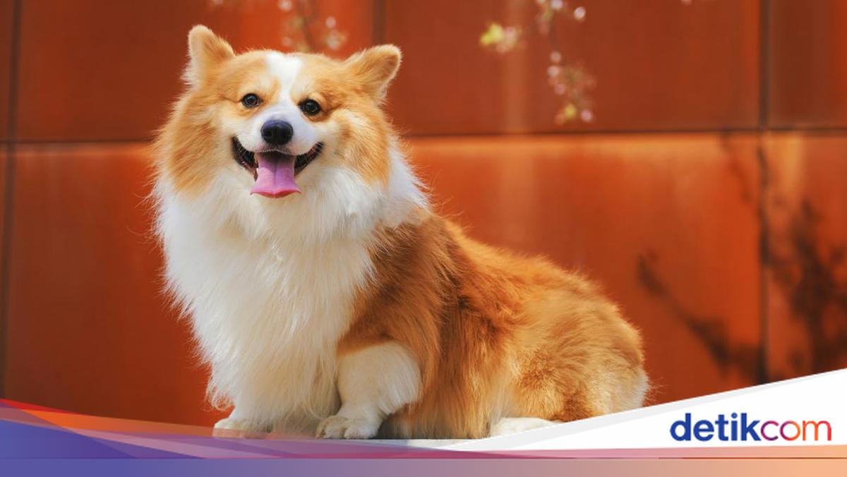 5 Hewan Pembawa Keberuntungan Menurut Fengsui, Mudah Dipelihara dan ...