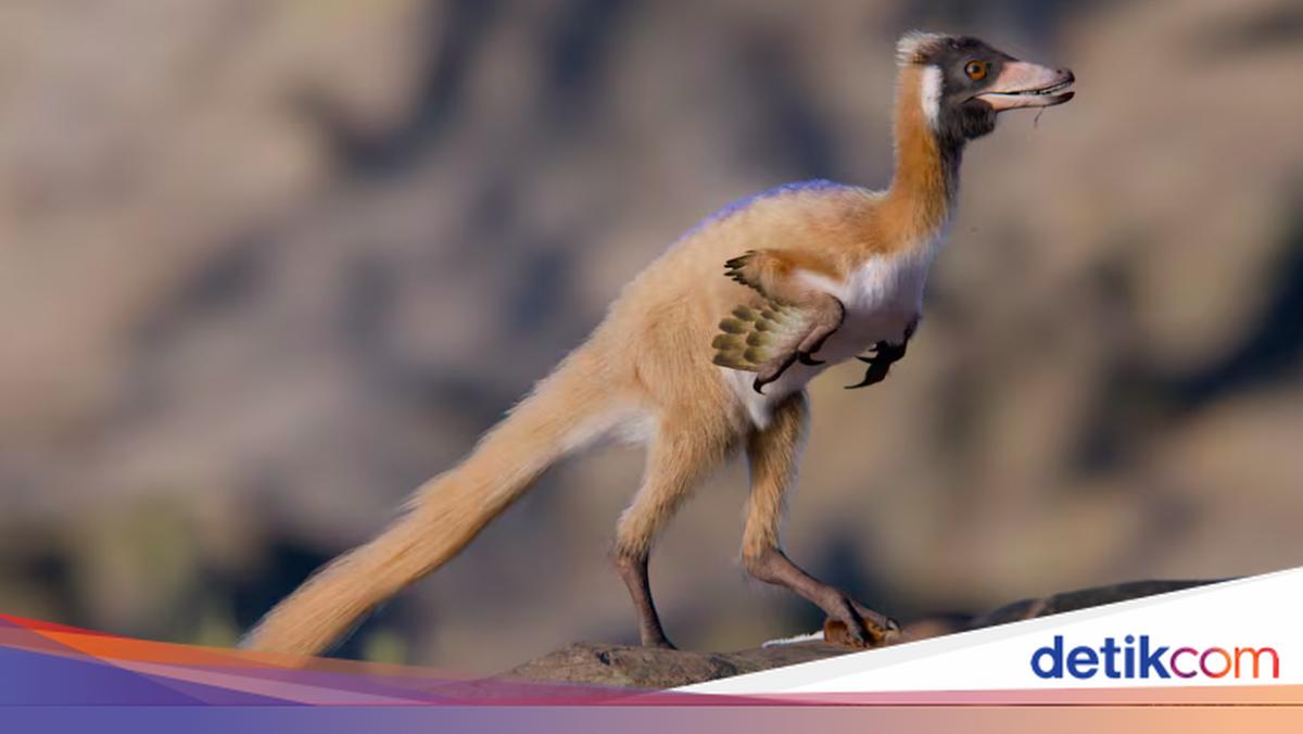 Penemuan Dinosaurus Seukuran Ayam Ini Bongkar Teori 'T-Rex Menciut'
