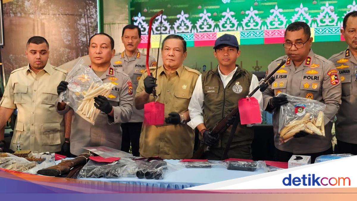 Gading Gajah di Riau Dijual hingga Ratusan Juta, Berakhir Jadi Pipa Rokok